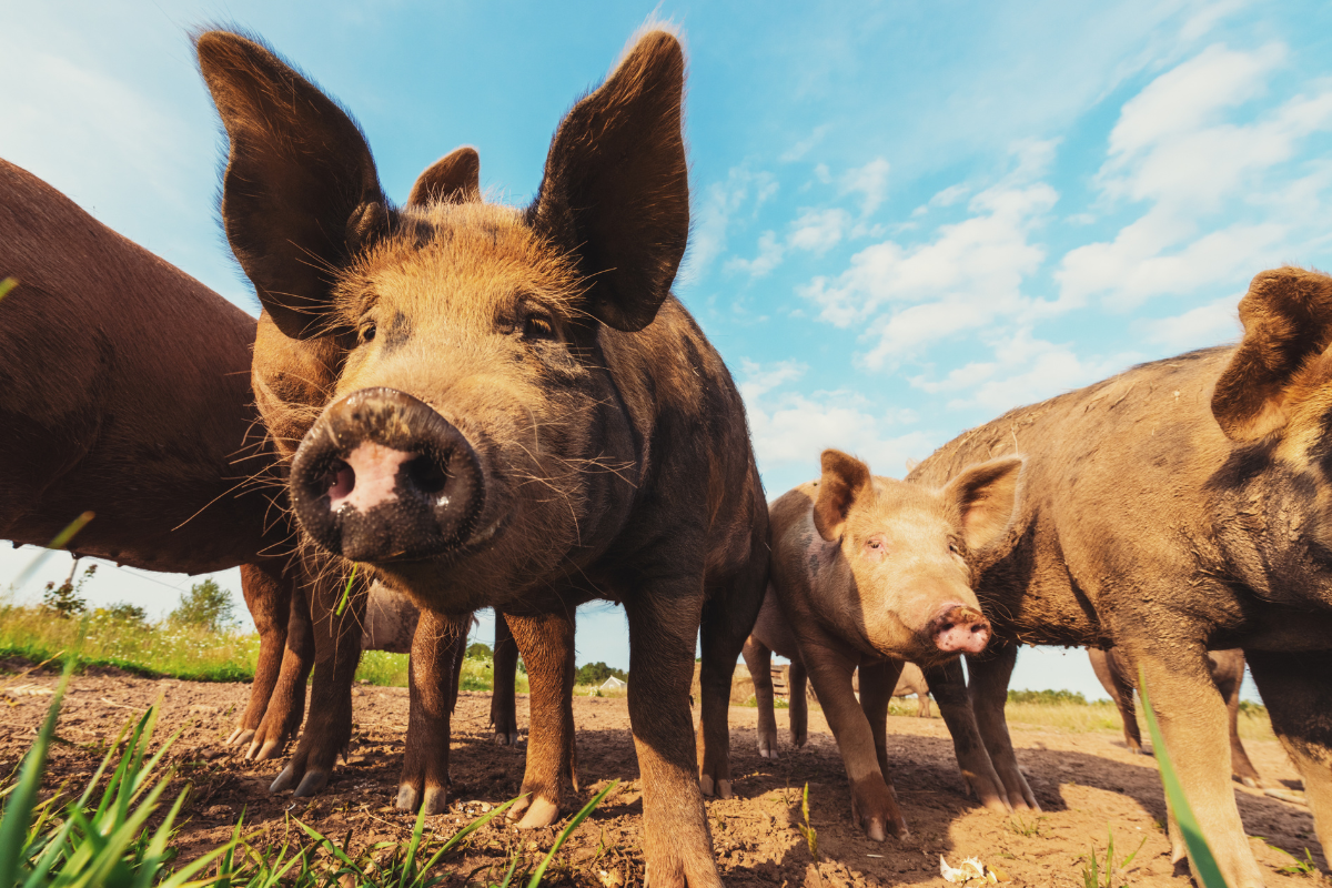 The gut-brain axis in livestock animals: Is there a place for biotics ...